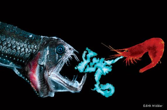 Top 8 Bioluminescence Creatures To Know About - Ocean Info