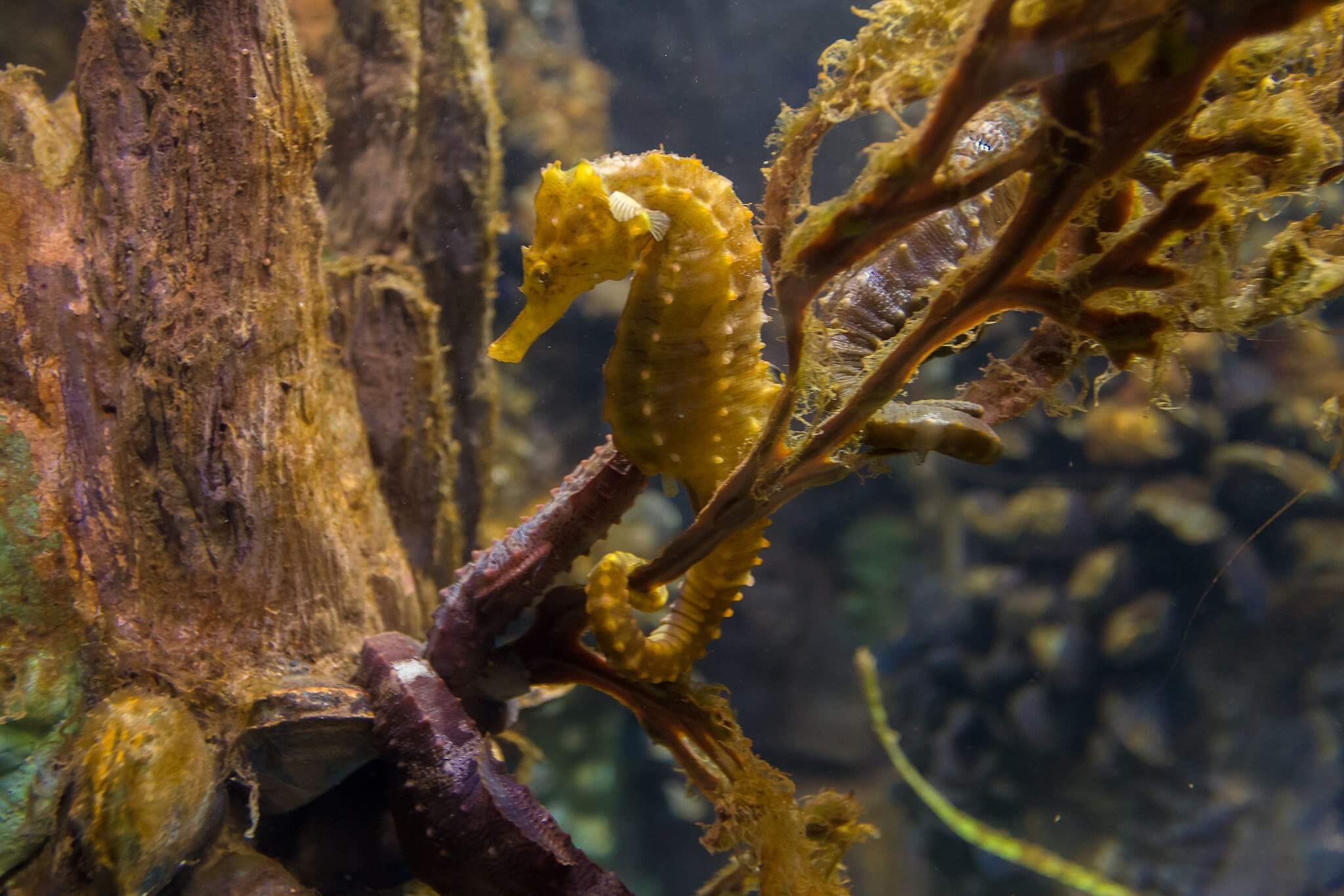 Lined Seahorse: The Strange Looking Seahorse - Ocean Info