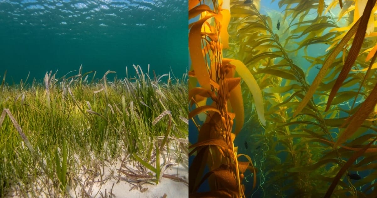 Seagrass Vs Seaweed Main Differences Ocean Info
