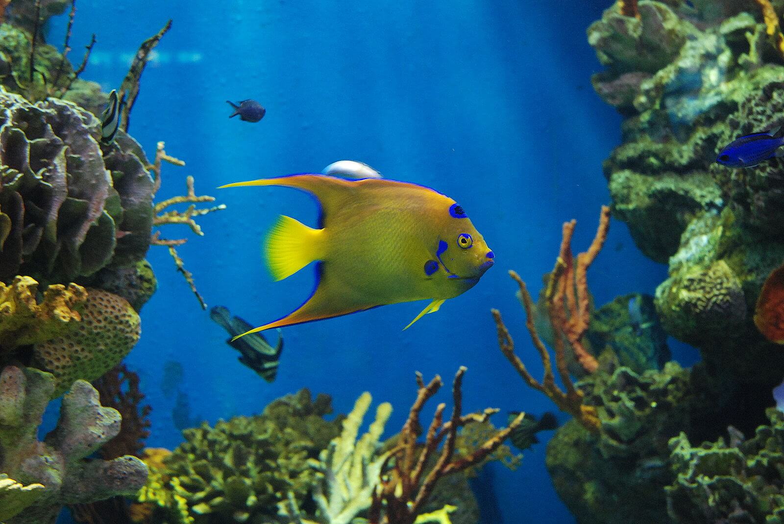 Angelfish: Appearance, Habitat, and Facts - Ocean Info