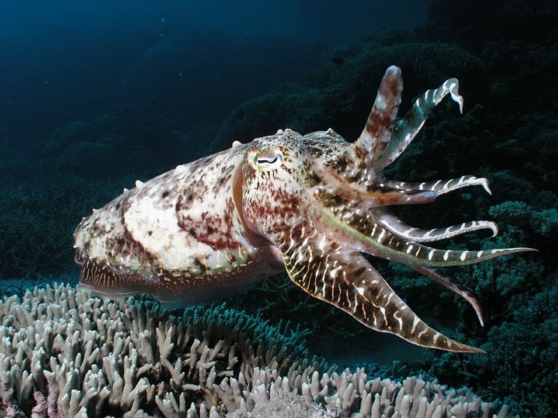 Cuttlefish (Sepia) - Ocean Info
