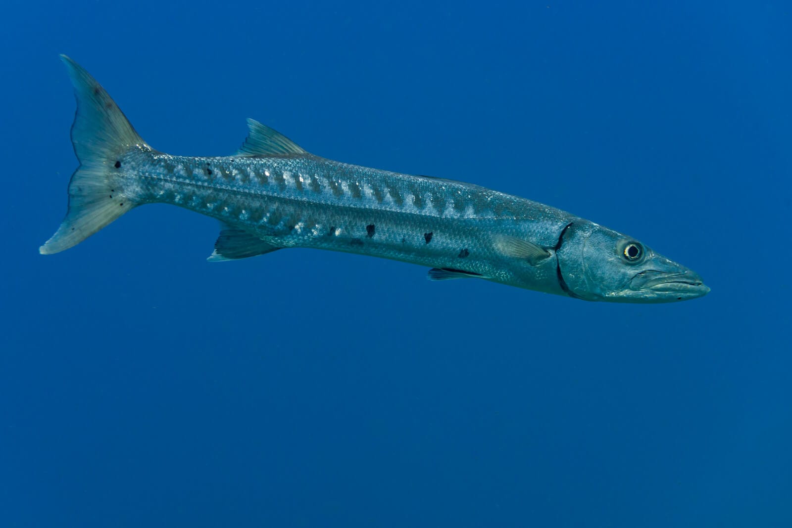 Barracuda: Intimidating, yet Inquisitive Fish - Ocean Info