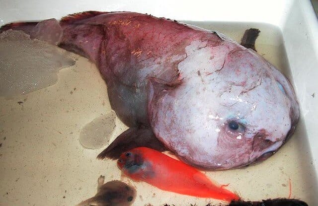 Blobfish: The Famous Unusual-Looking Fish - Ocean Info