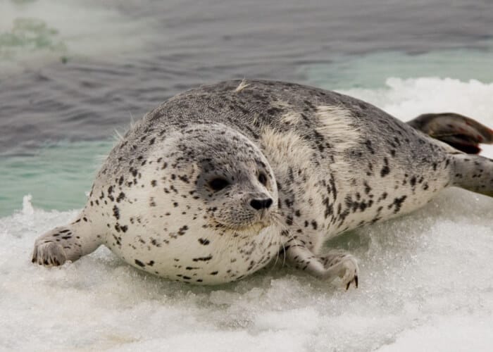 Ringed Seal: The Cute Looking Seal Species - Ocean Info