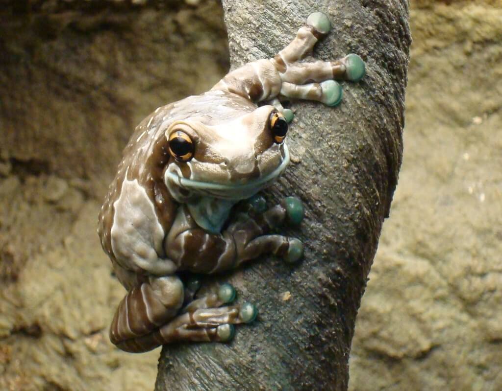 11 Cute Frogs You Will Love (with Pictures) - Ocean Info