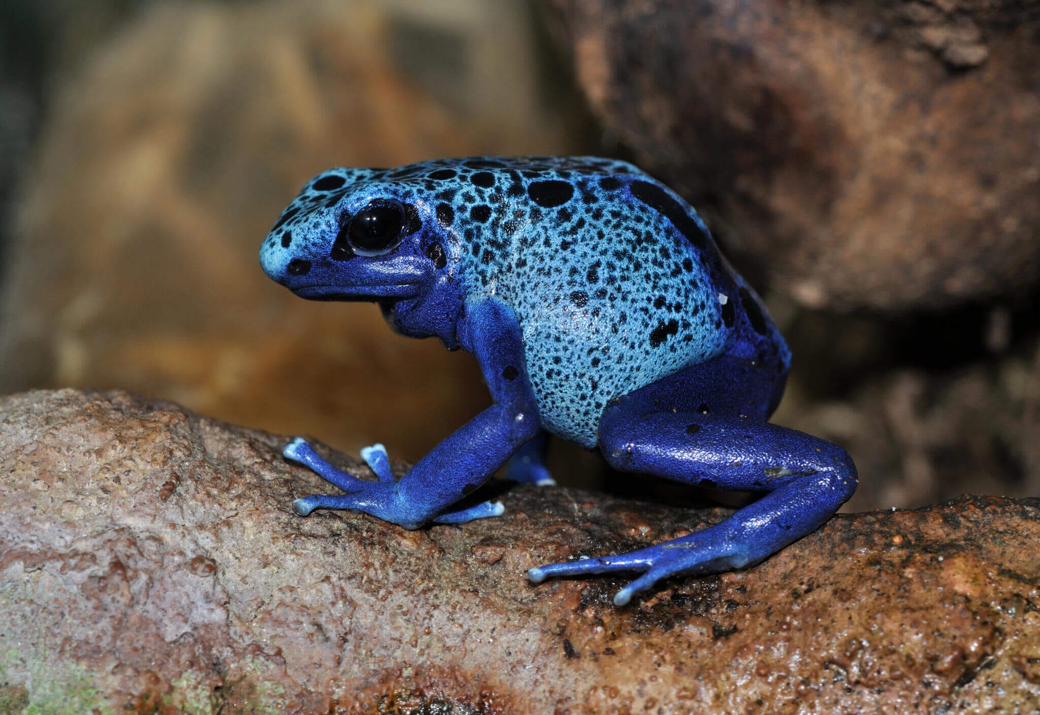 11 Cute Frogs You Will Love (with Pictures) - Ocean Info