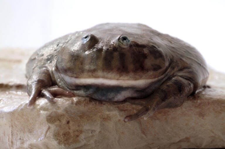 11 Cute Frogs You Will Love (with Pictures) - Ocean Info