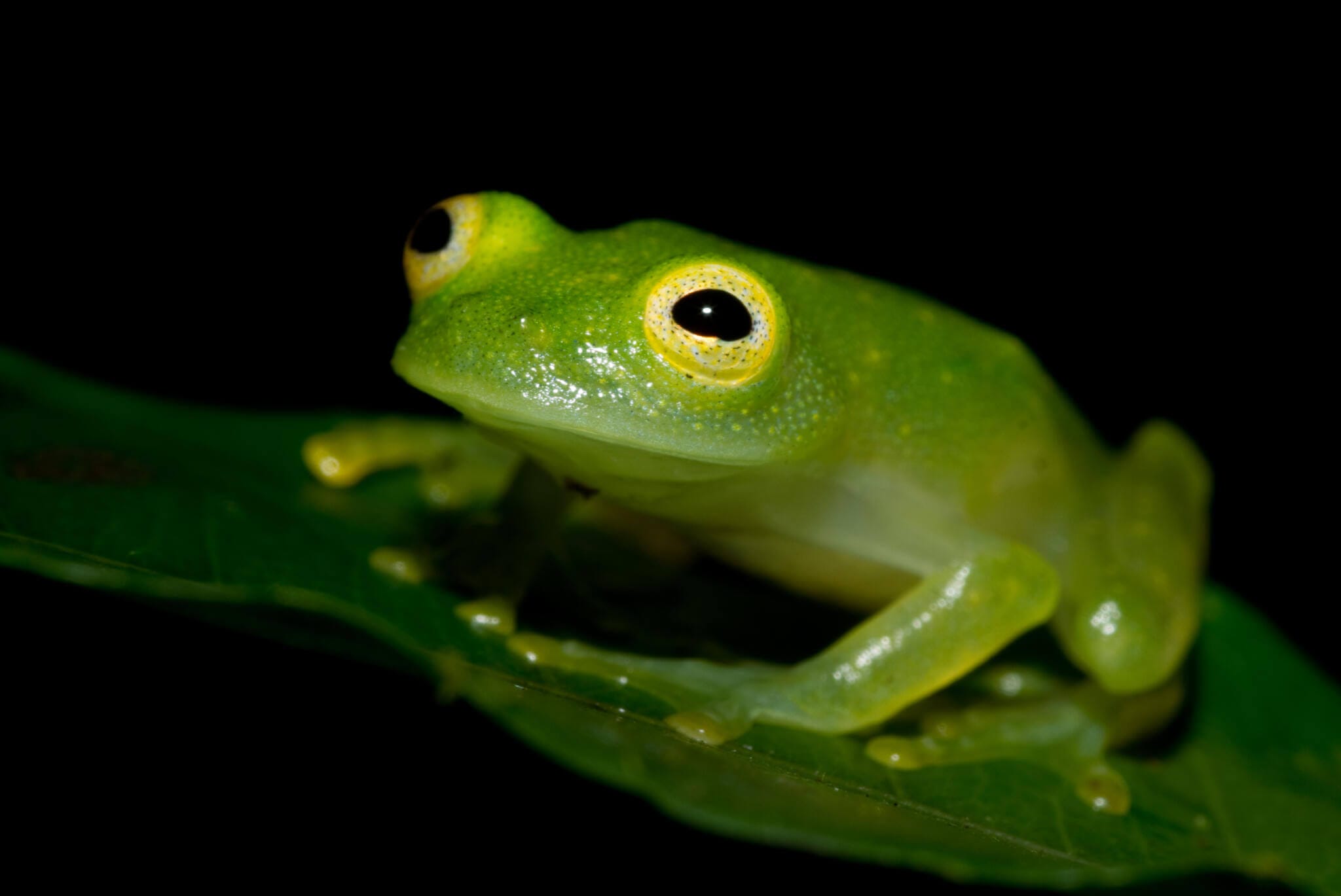 11 Cute Frogs You Will Love (with Pictures) - Ocean Info