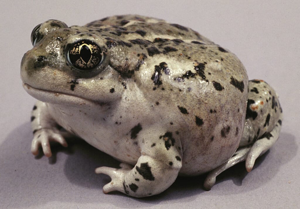 11 Cute Frogs You Will Love (with Pictures) - Ocean Info