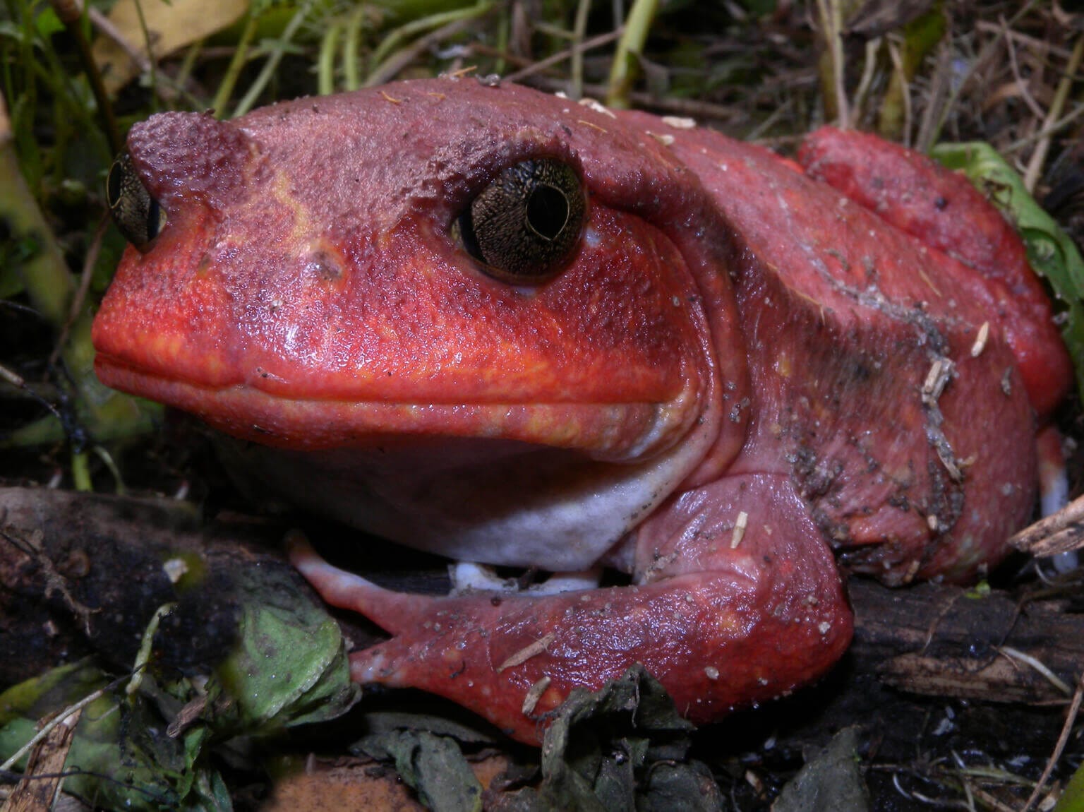 11 Cute Frogs You Will Love (with Pictures) - Ocean Info