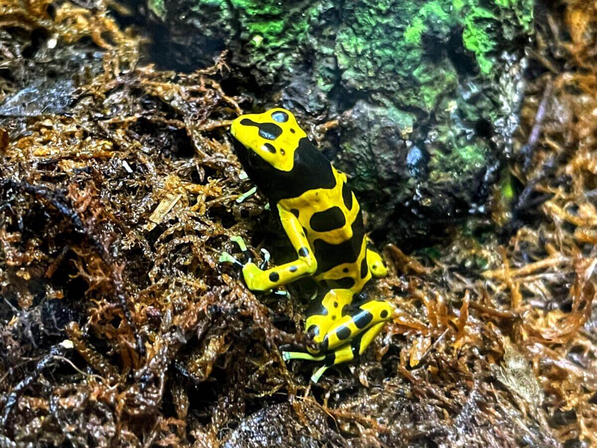 11 Cute Frogs You Will Love (with Pictures) - Ocean Info