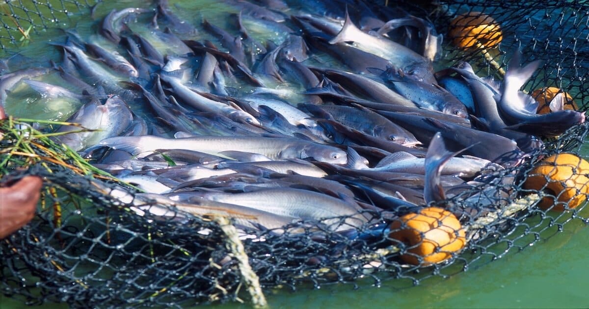 Sustainable Fishing Practices: Impact & Implementation - Ocean Info