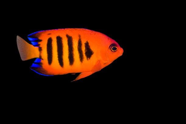 Angelfish: Appearance, Habitat, and Facts - Ocean Info