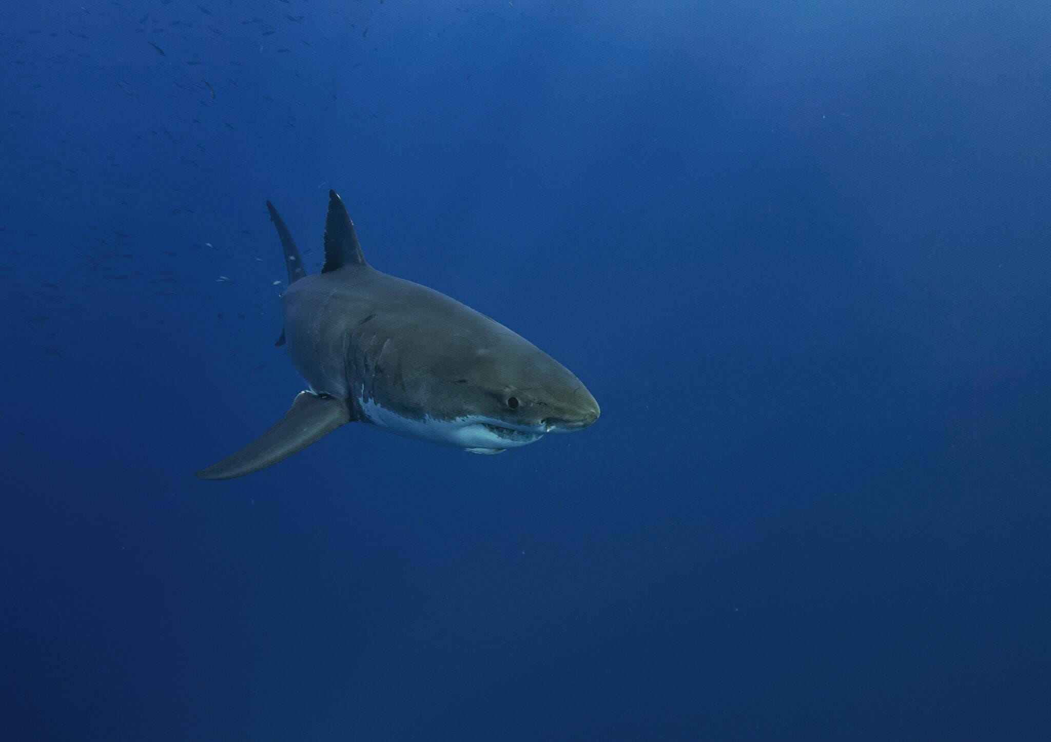 Great White Shark: The Predatory Shark - Ocean Info