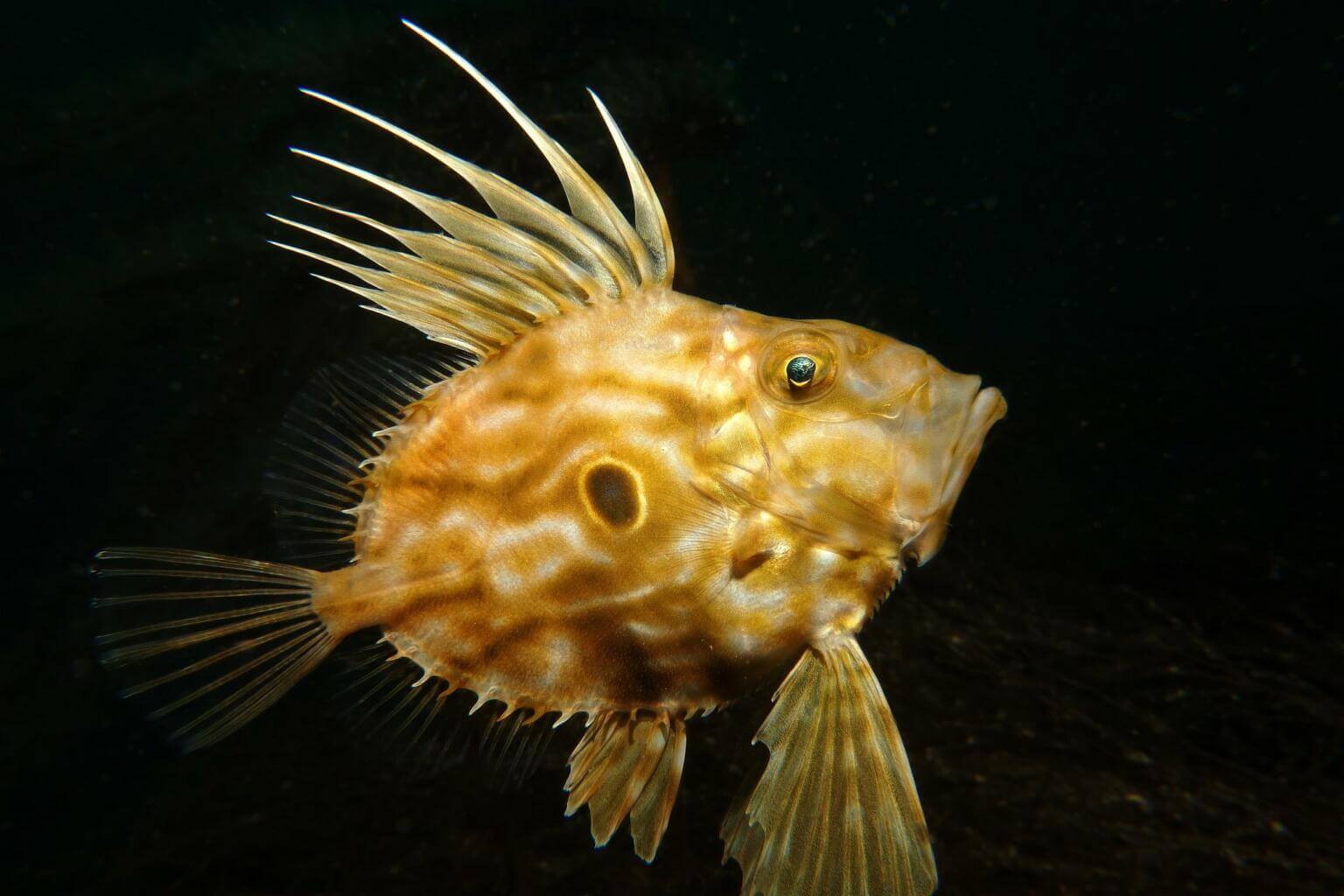 John Dory: Appearance, Habitat, Facts, and More - Ocean Info