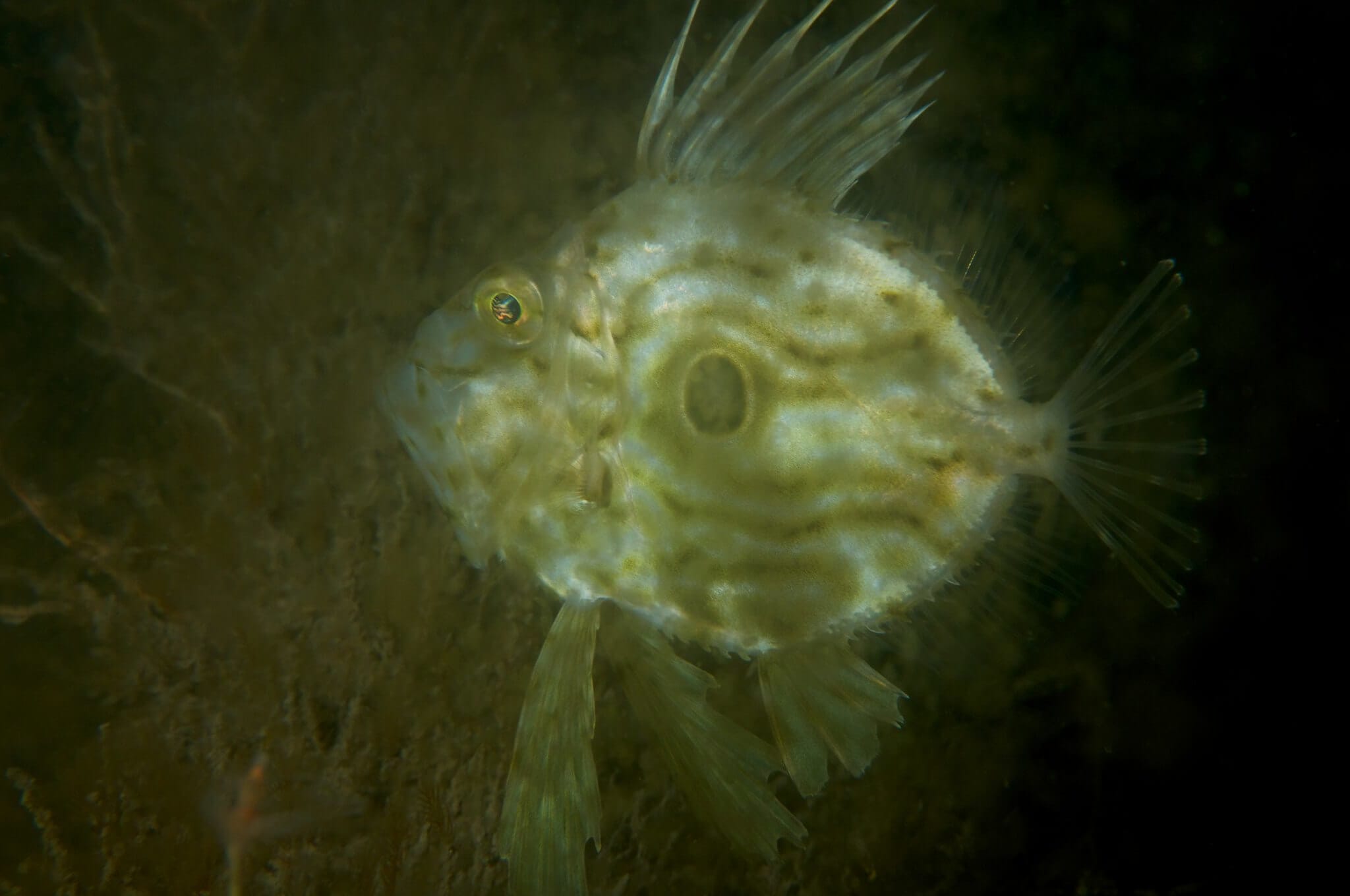 John Dory: Appearance, Habitat, Facts, and More - Ocean Info