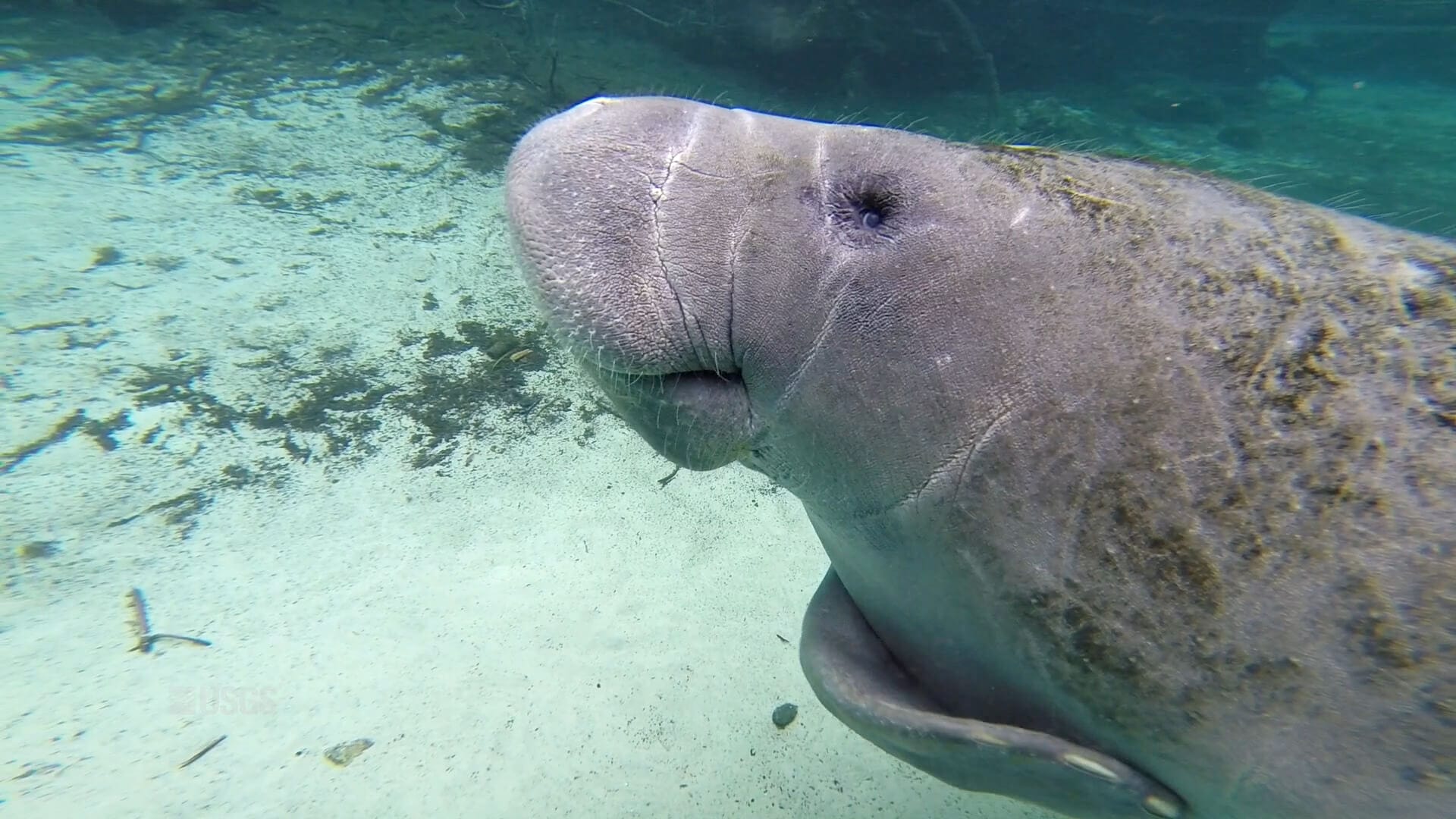 Sea Cow (Sirenia) - Ocean Info