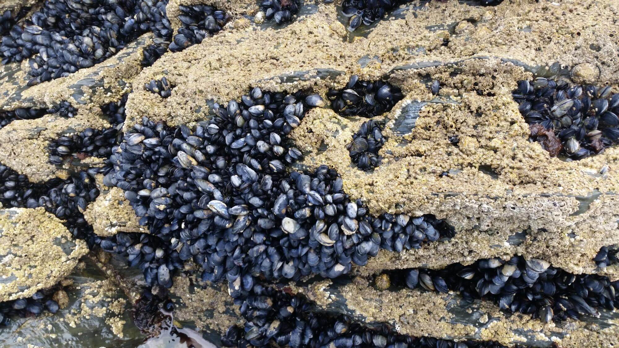 Clams vs Mussels: Main Differences - Ocean Info
