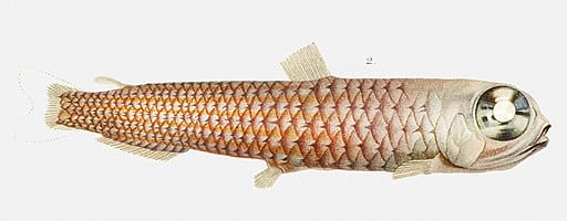 Top 10 of the Most Interesting Deep Sea Fish - Ocean Info