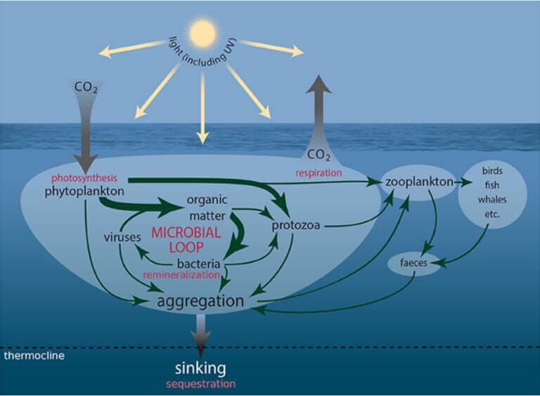 What is the Biological Carbon Pump? - Ocean Info