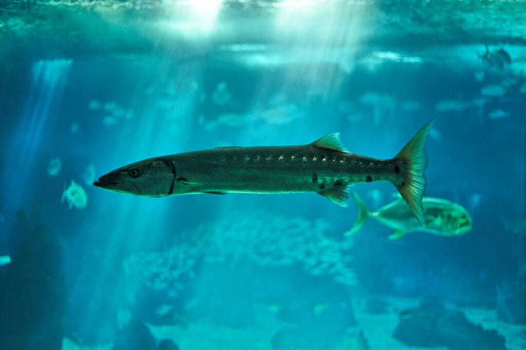 Barracuda: Intimidating, yet Inquisitive Fish - Ocean Info