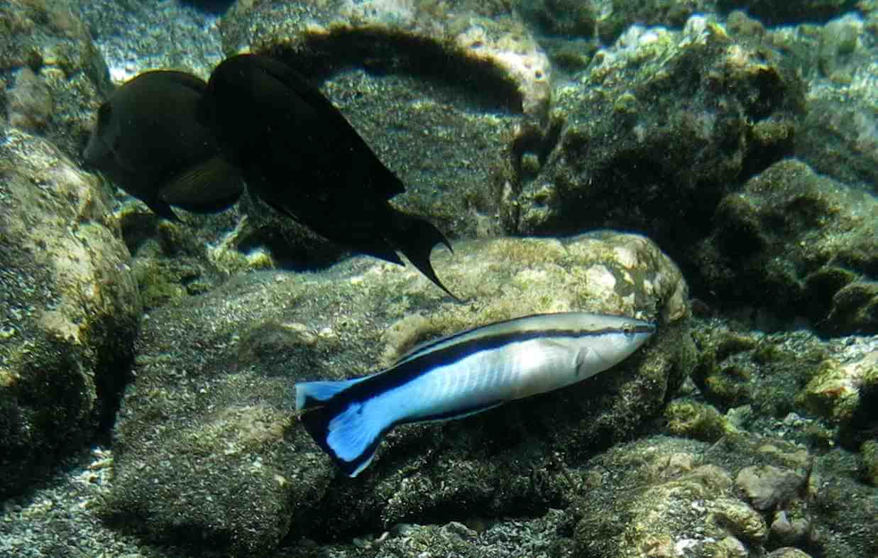 Bluestreak Cleaner Wrasse Facts and More - Ocean Info