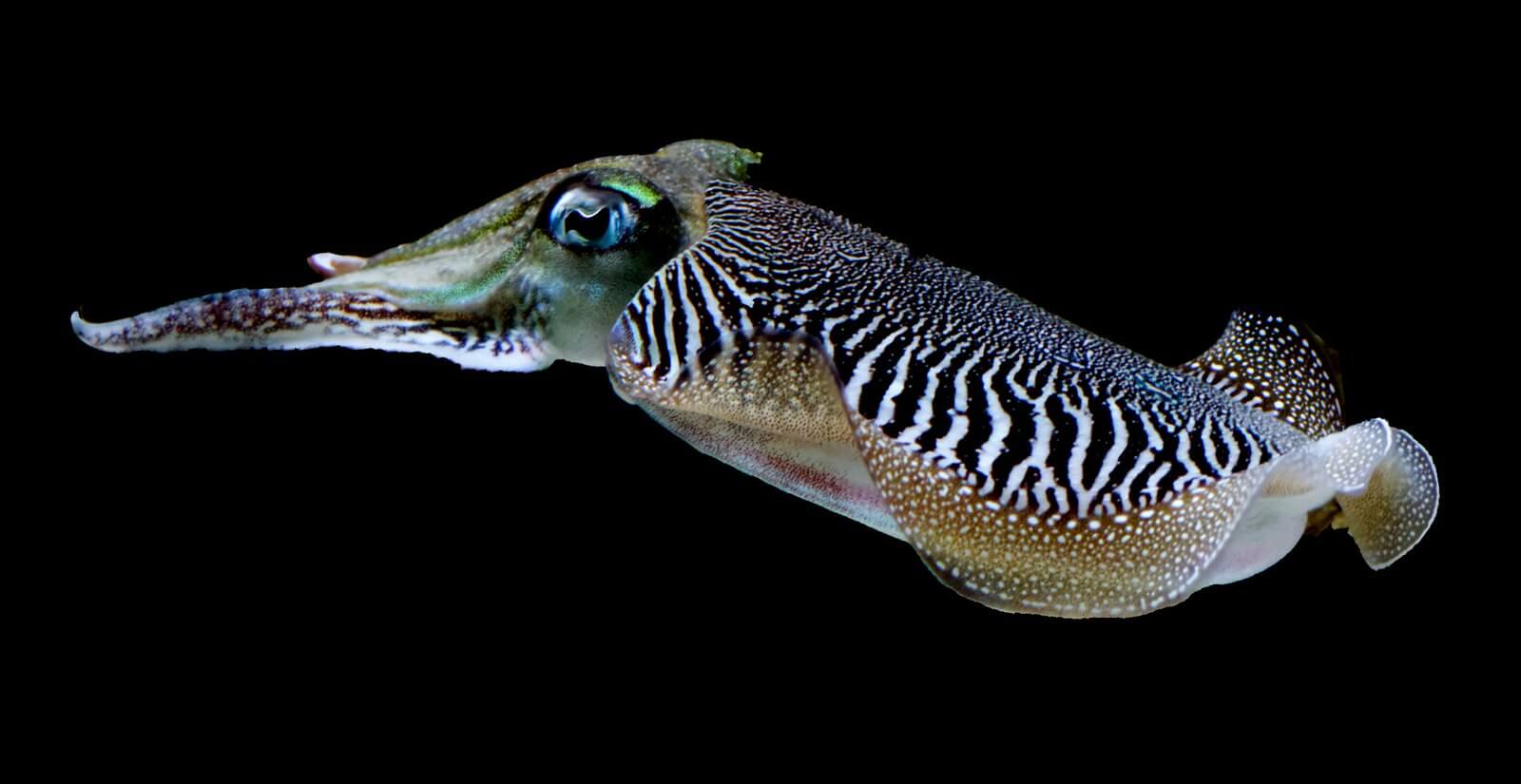 Cuttlefish (Sepia) - Ocean Info