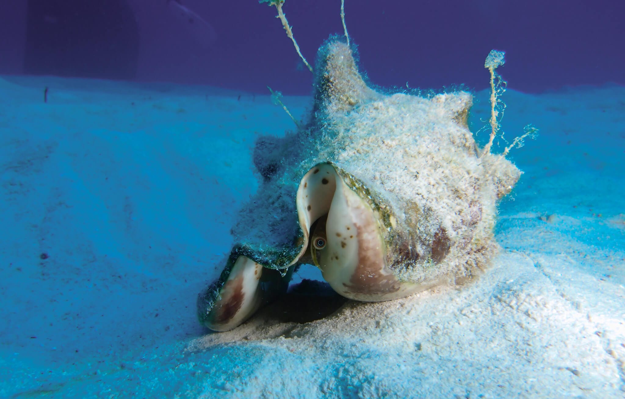 Queen Conch: The Intriguing Sea Snail - Ocean Info