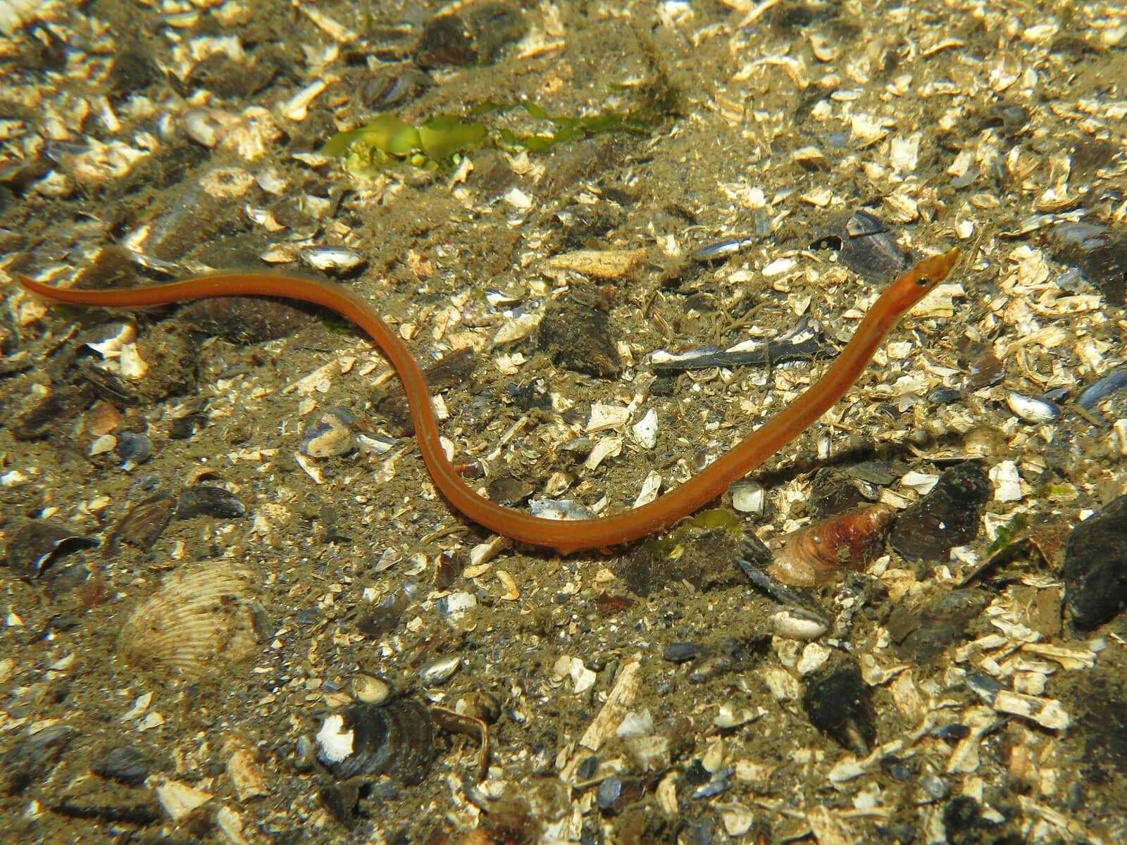 Quillfish Quillfish (Ptilichthys goodei) - Ocean Info