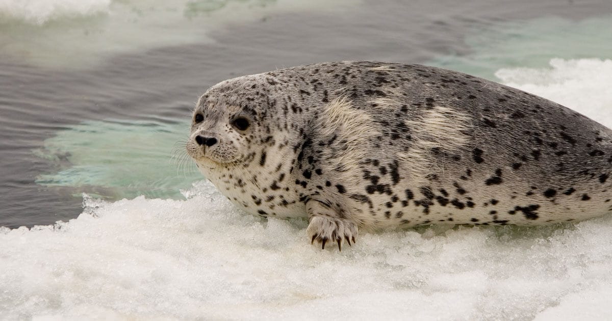 Ringed Seal: The Cute Looking Seal Species - Ocean Info