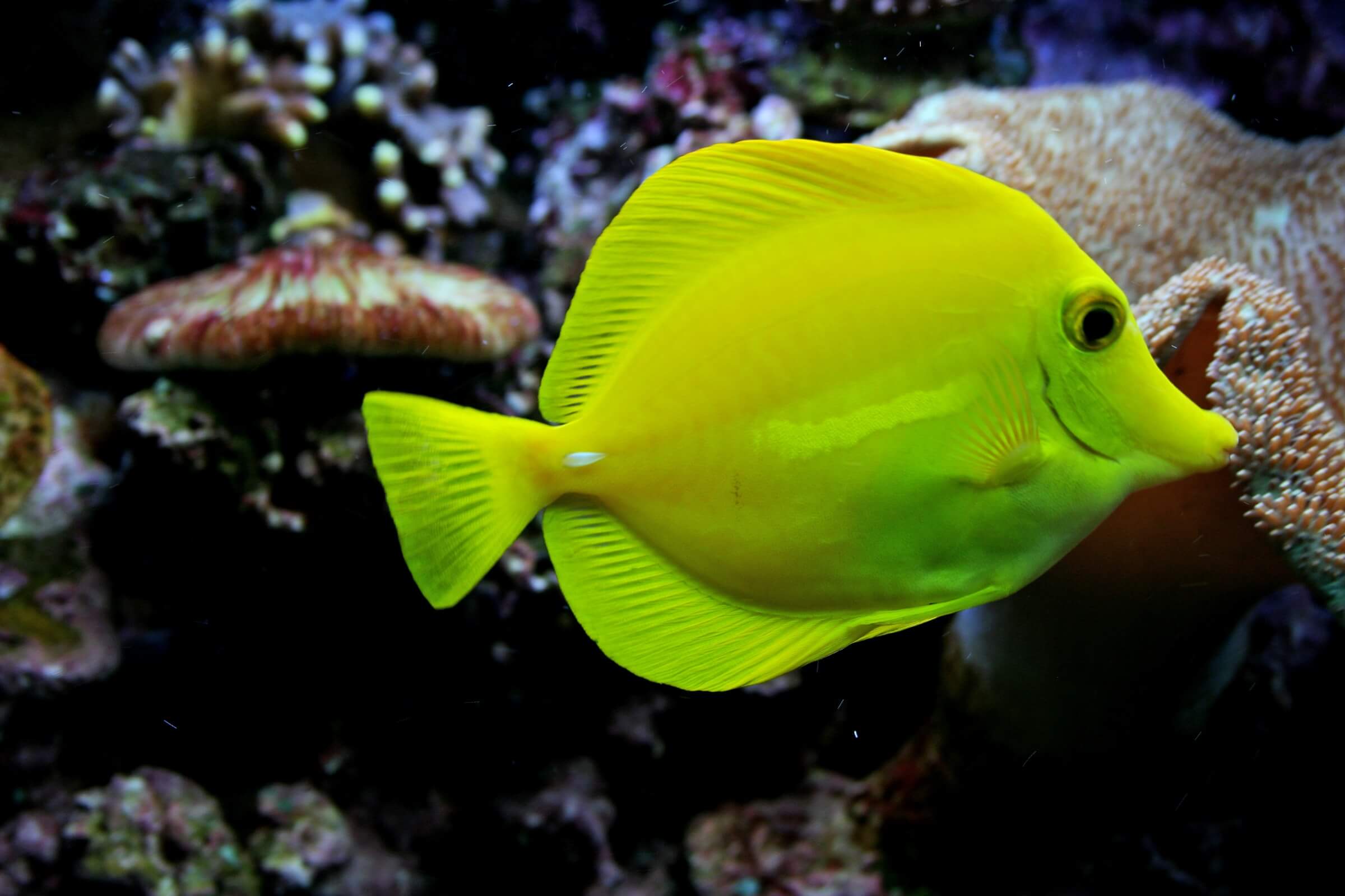 Yellow Tang Reef Fish Profile - Ocean Info