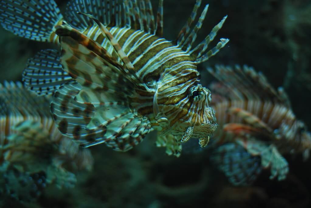 Zebra Turkeyfish: The Deadly Sea Fish - Ocean Info