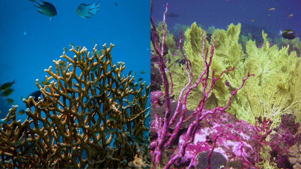 Hard Coral vs Soft Coral: Main Differences - Ocean Info