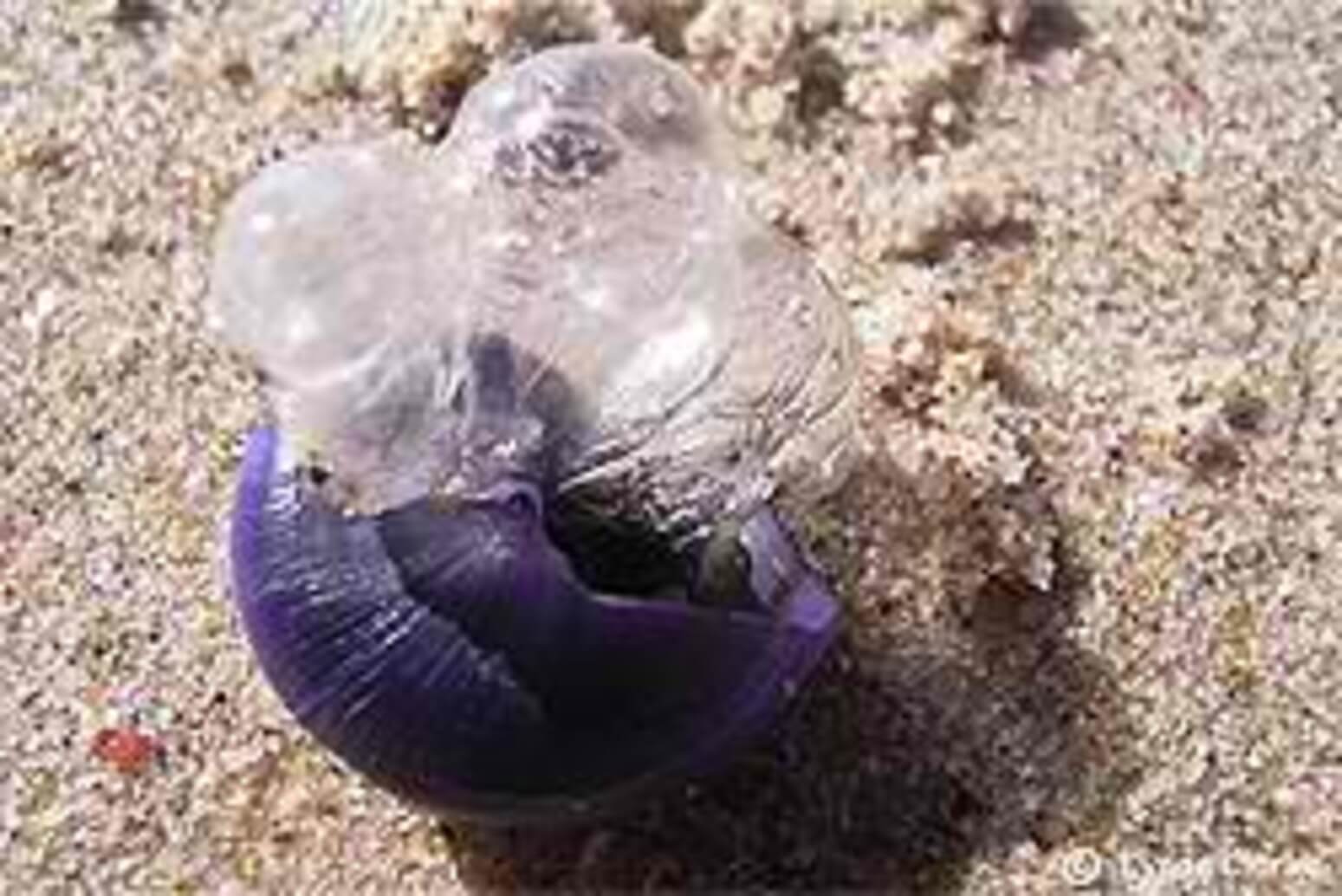 Violet Sea Snail (Bubble Raft Snail) - Ocean Info