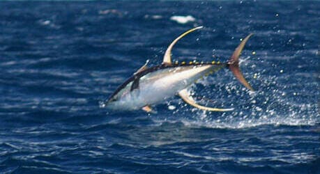 Tuna Fish: The Popular Saltwater Fish - Ocean Info
