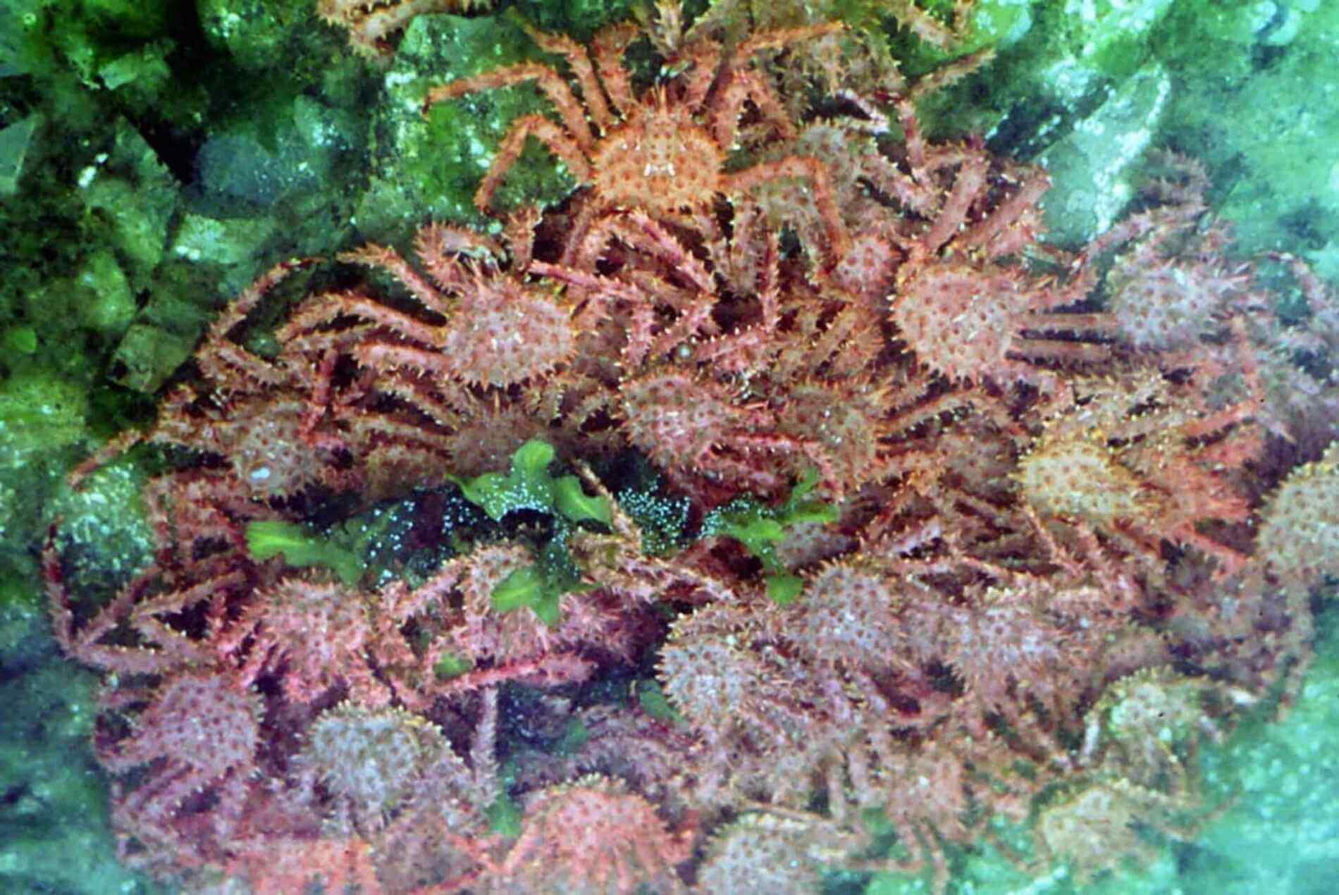 Snow Crab vs King Crab: Main Differences - Ocean Info