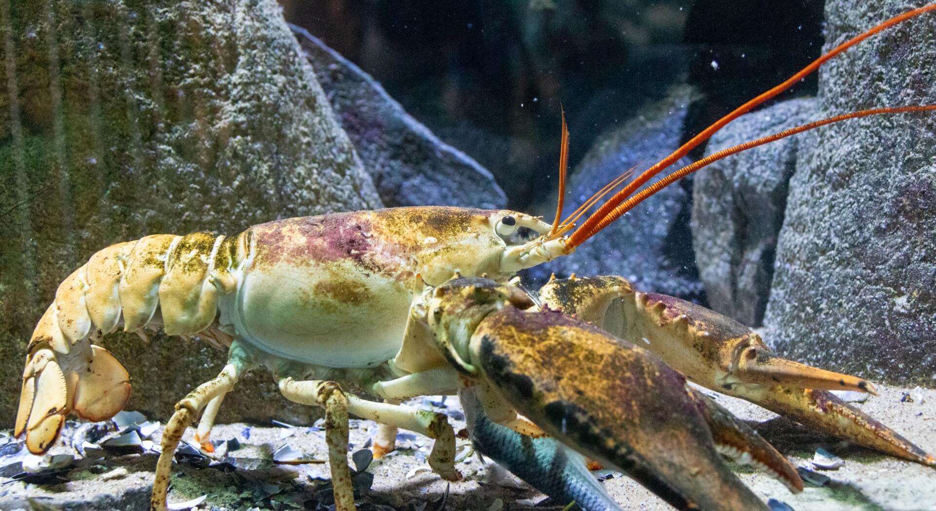Lobster: Ultimate Guide to the Crustacean - Ocean Info