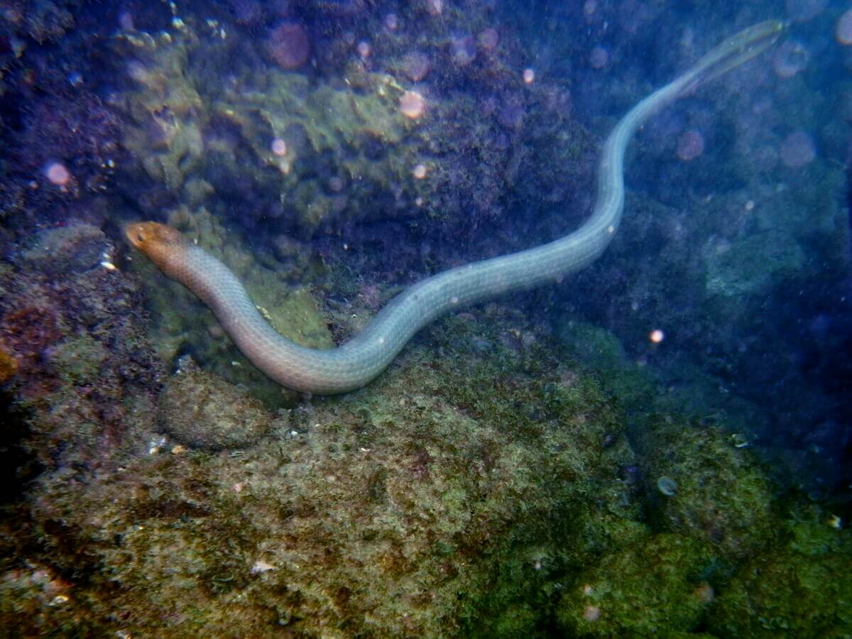 Olive Sea Snake: The Aquatic Venomous Snake - Ocean Info