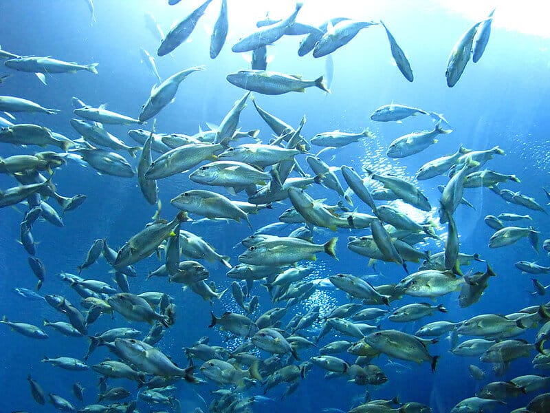 Sustainable Fishing Practices: Impact & Implementation - Ocean Info