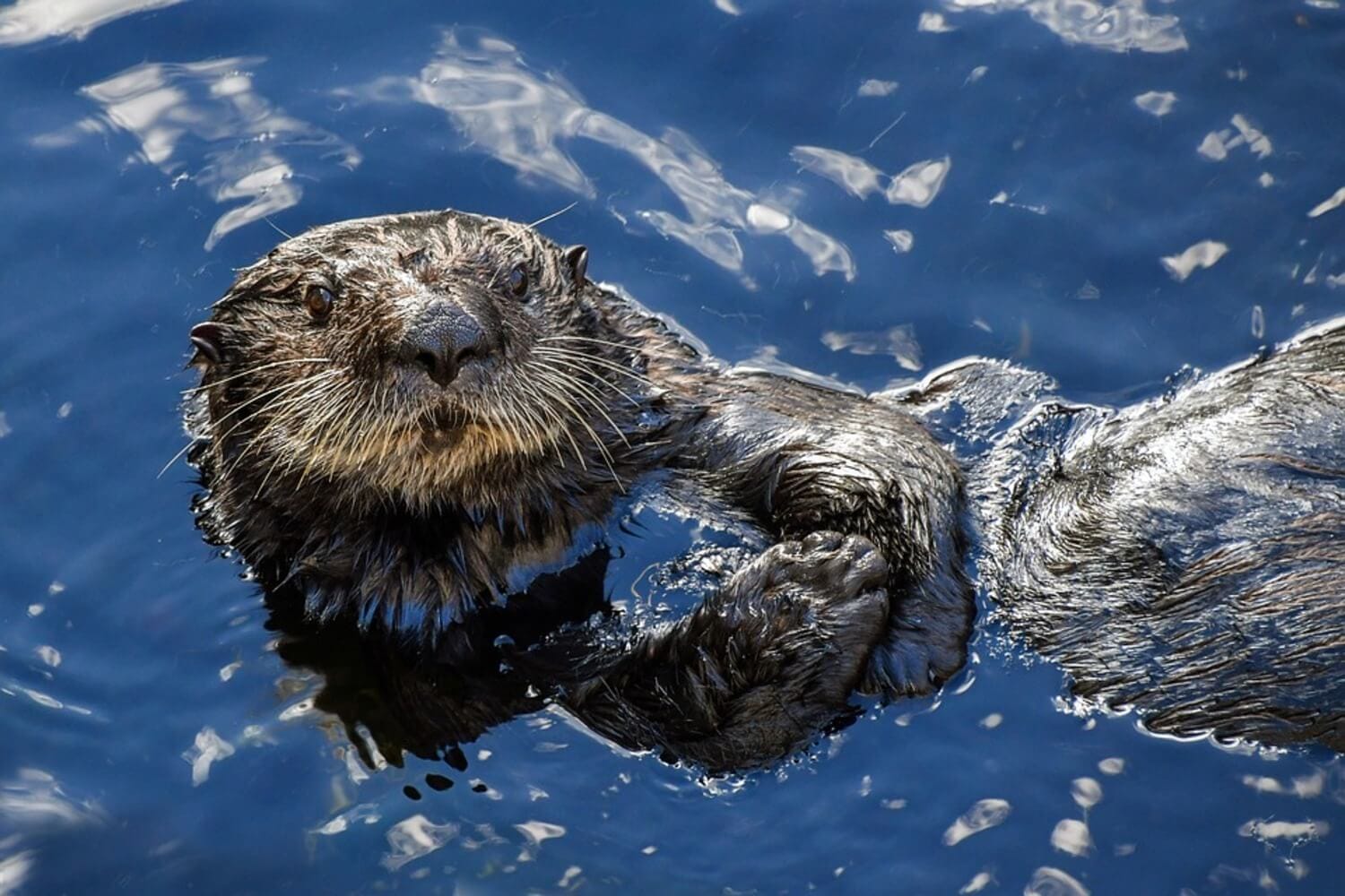 Sea Otter: Appearance, Habitat, Facts, and More - Ocean Info