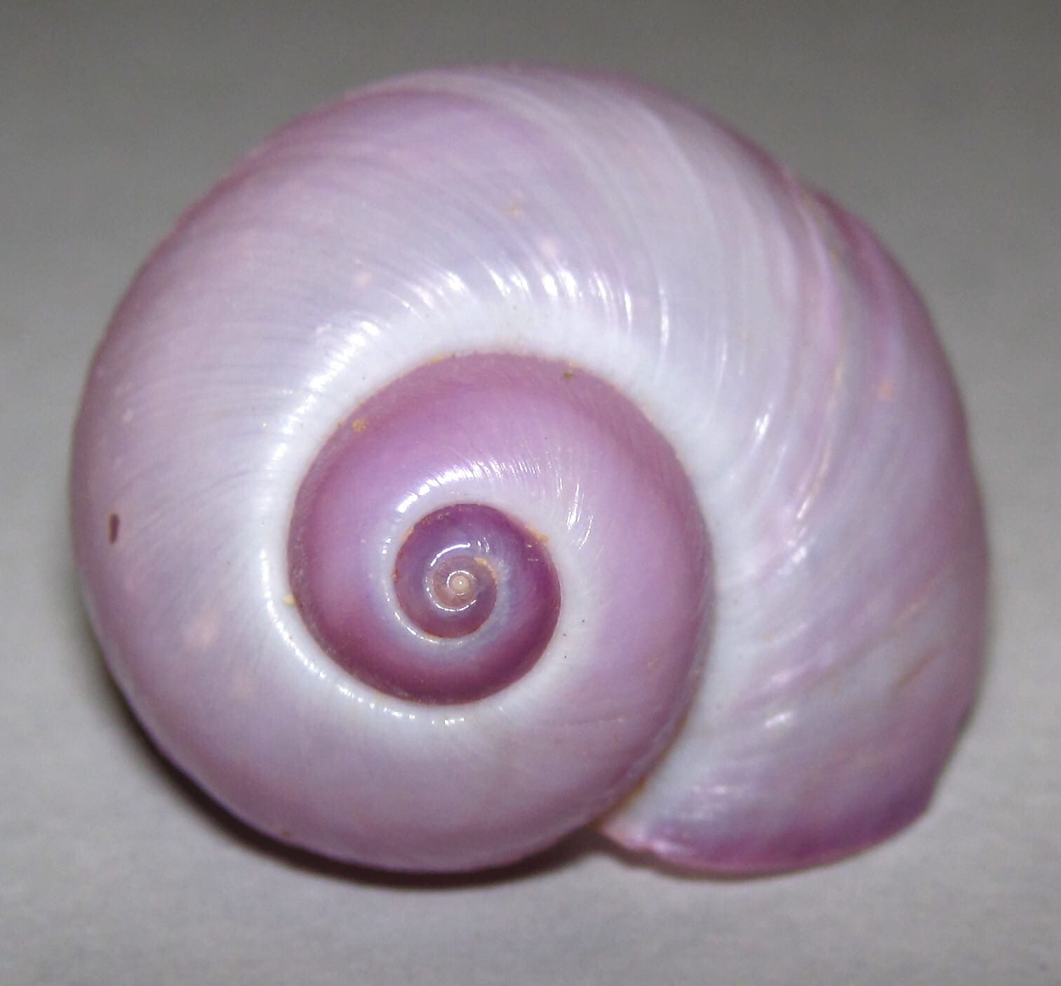 Sea Snail: The Marine Gastropods - Ocean Info
