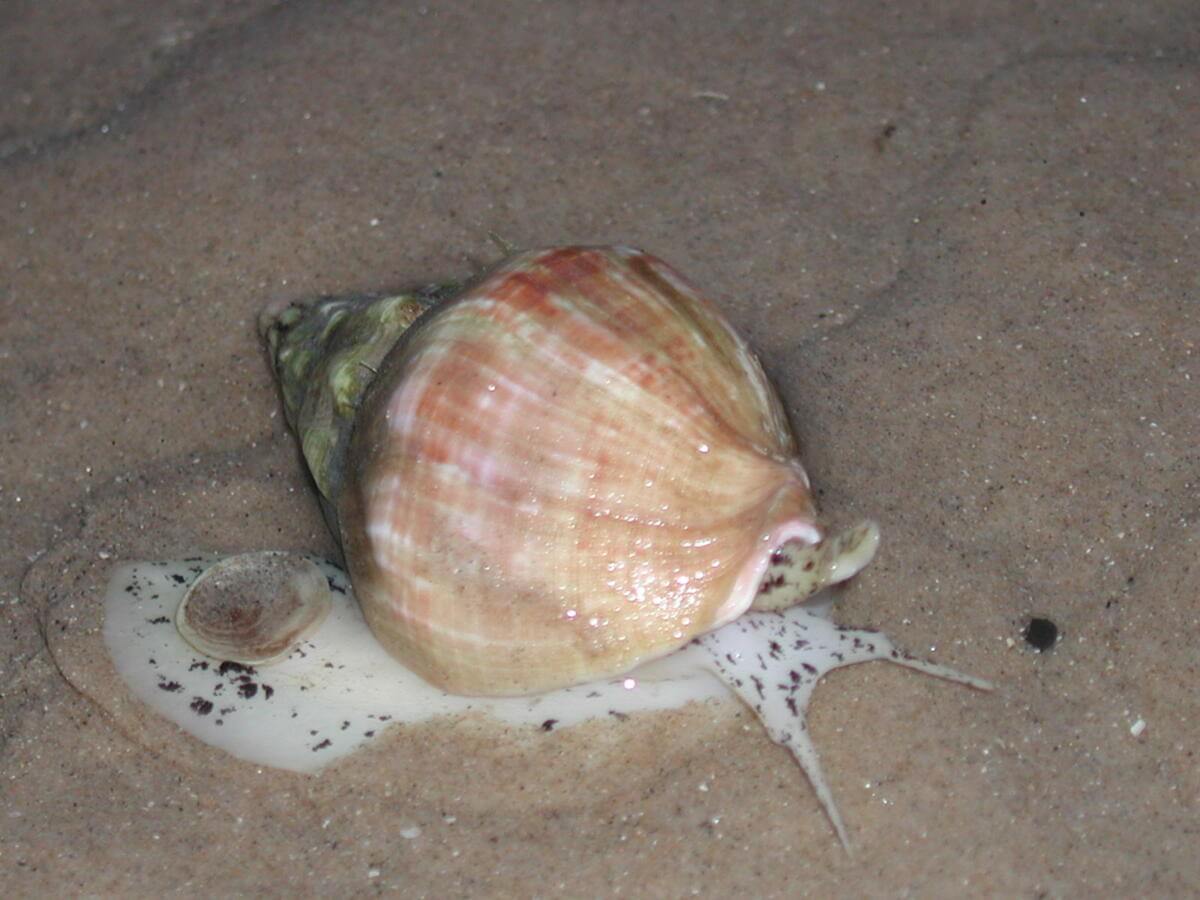 Sea Snail: The Marine Gastropods - Ocean Info
