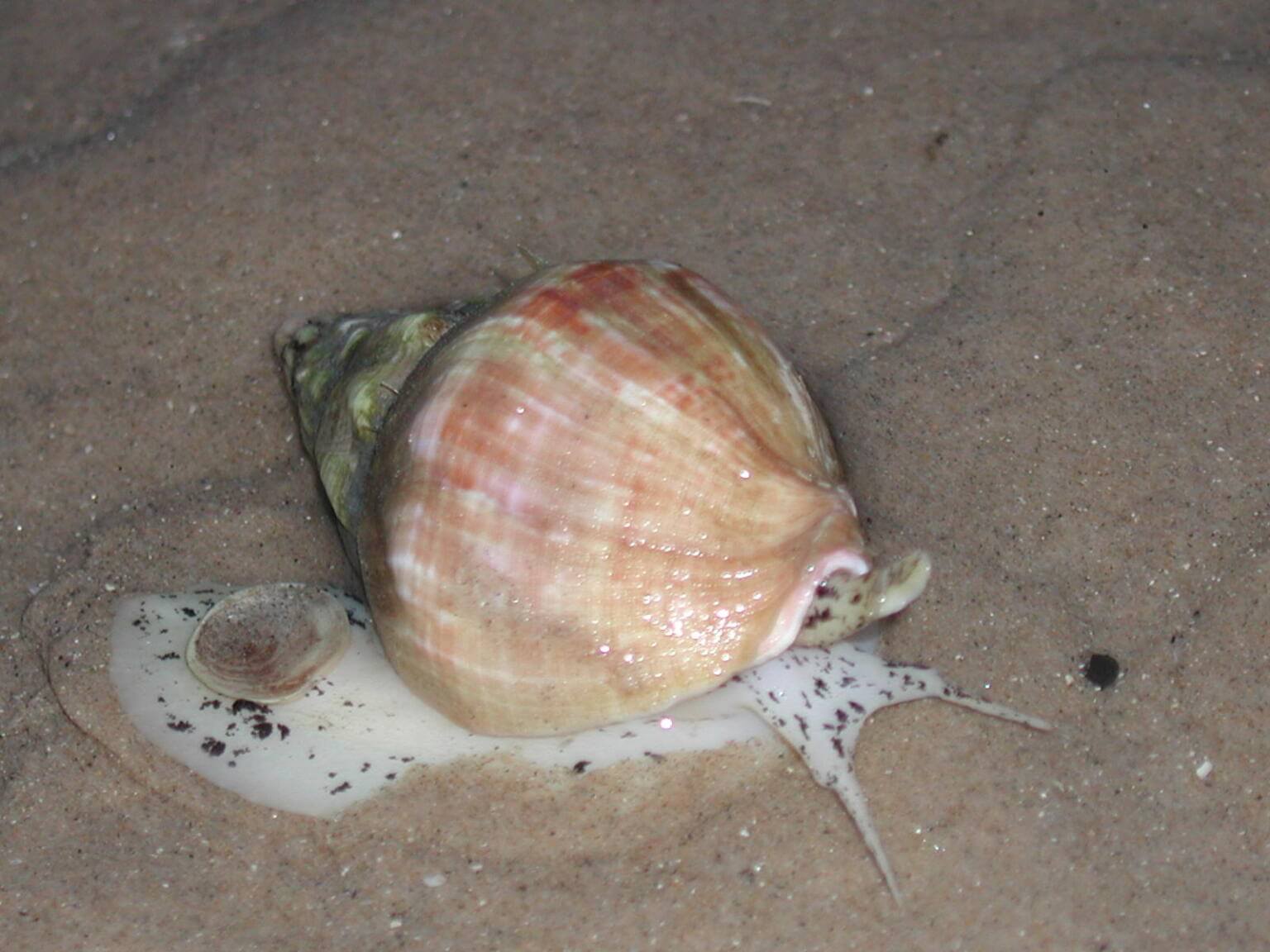 Sea Snail: The Marine Gastropods - Ocean Info