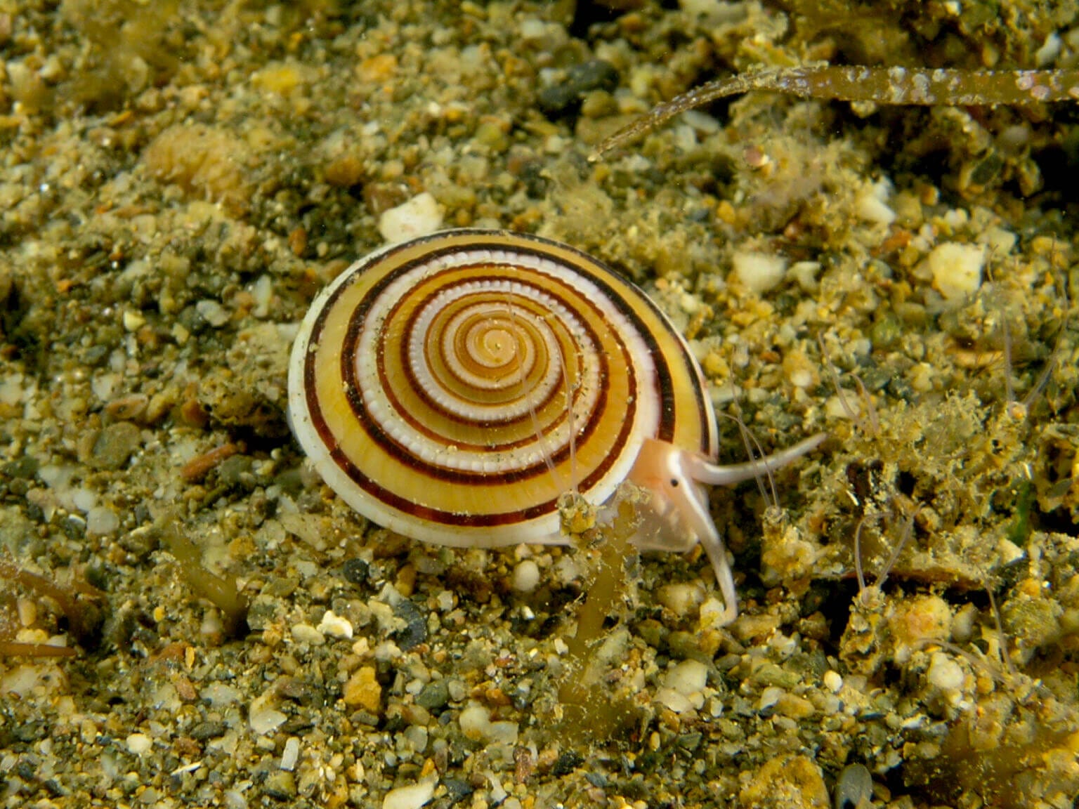 Sea Snail: The Marine Gastropods - Ocean Info
