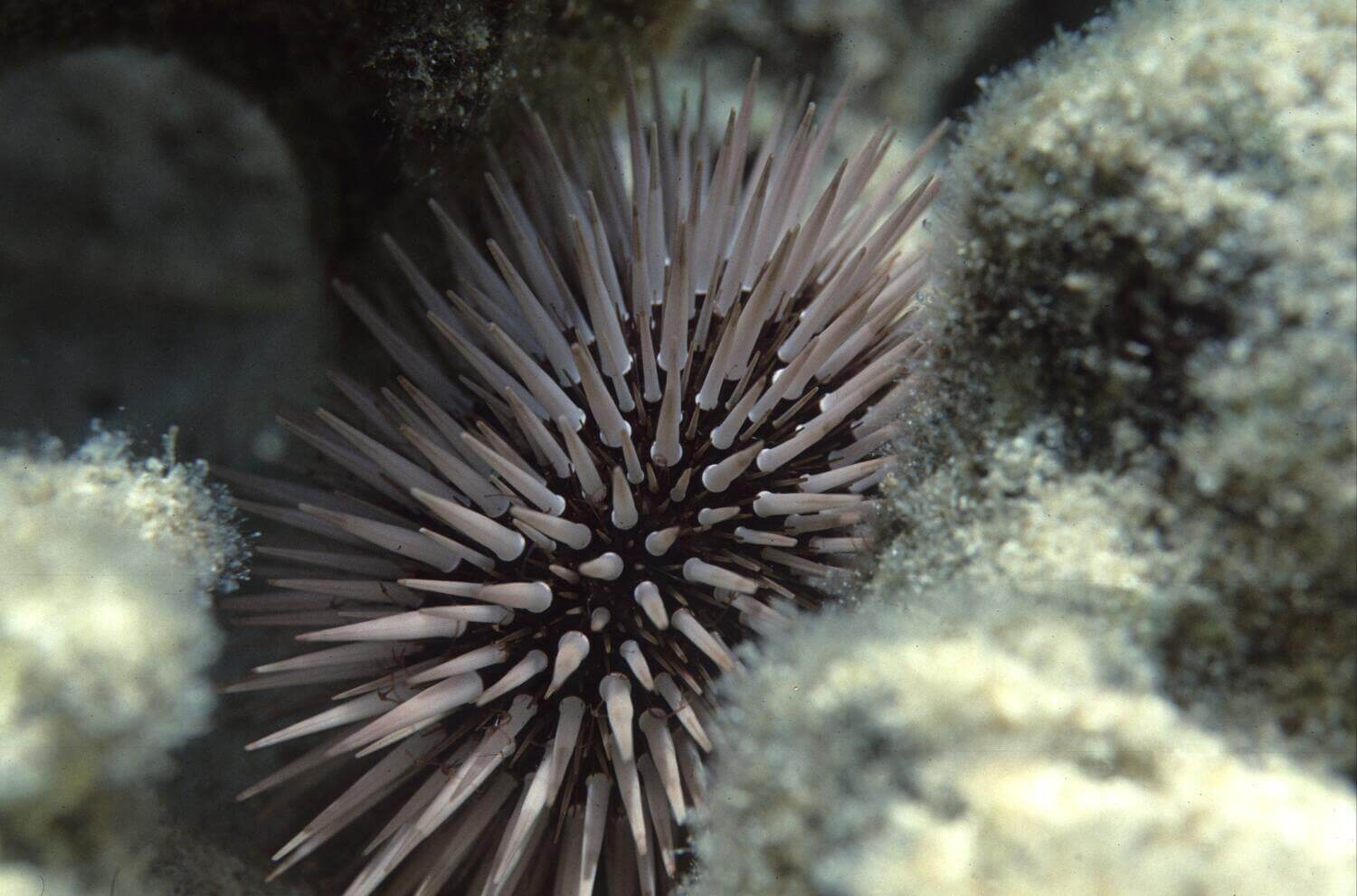 Sea Urchin: The Marine Invertebrate - Ocean Info