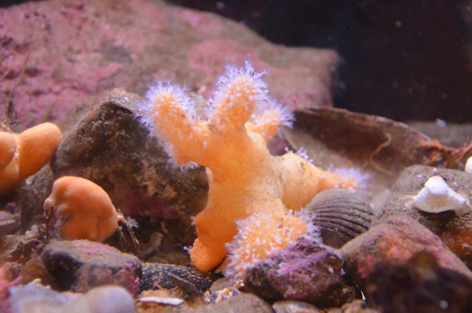 Dead Man's Fingers (Alcyonium digitatum) - Ocean Info
