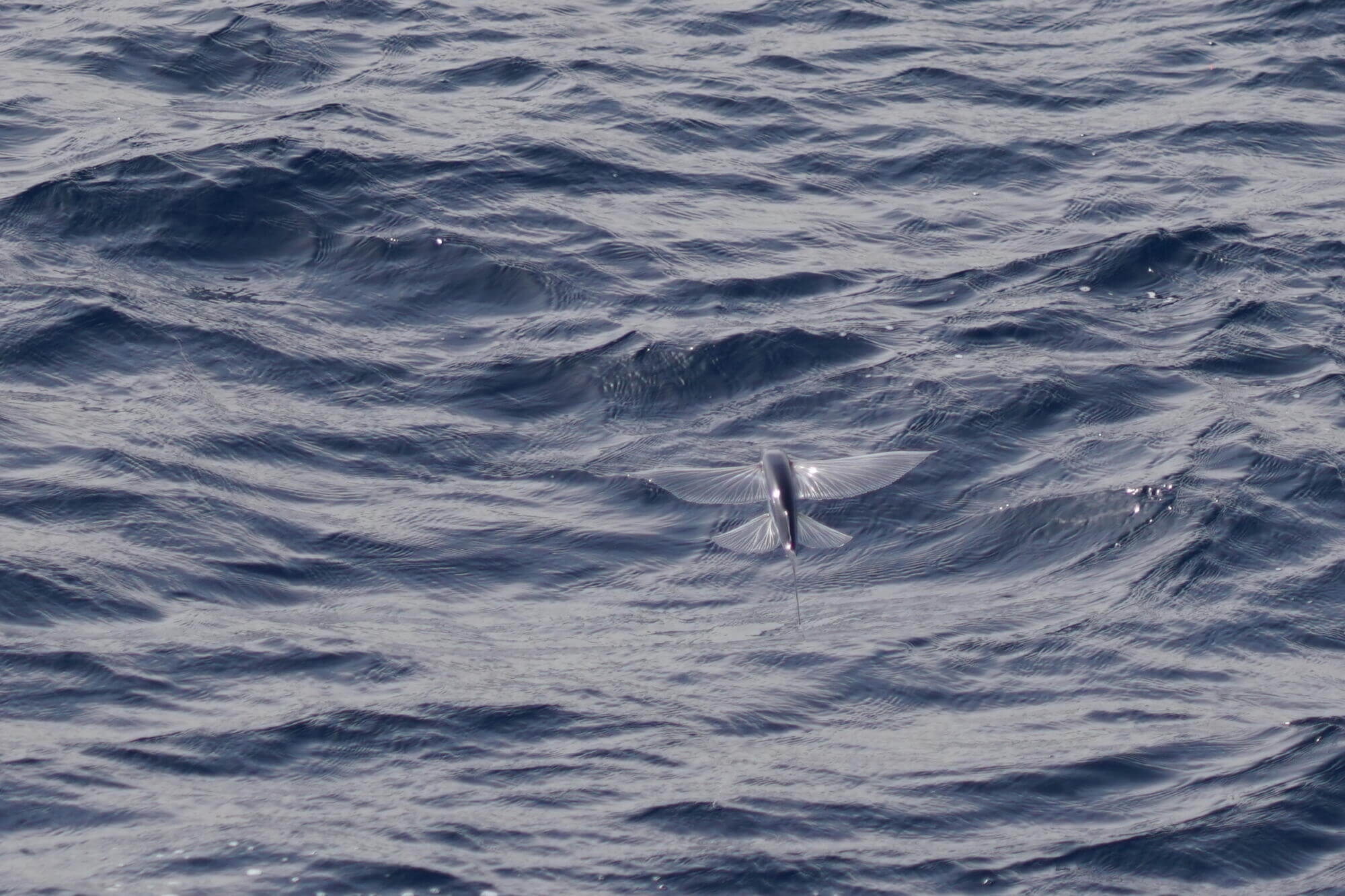 Flying Fish (family Exocoetidae) - Ocean Info