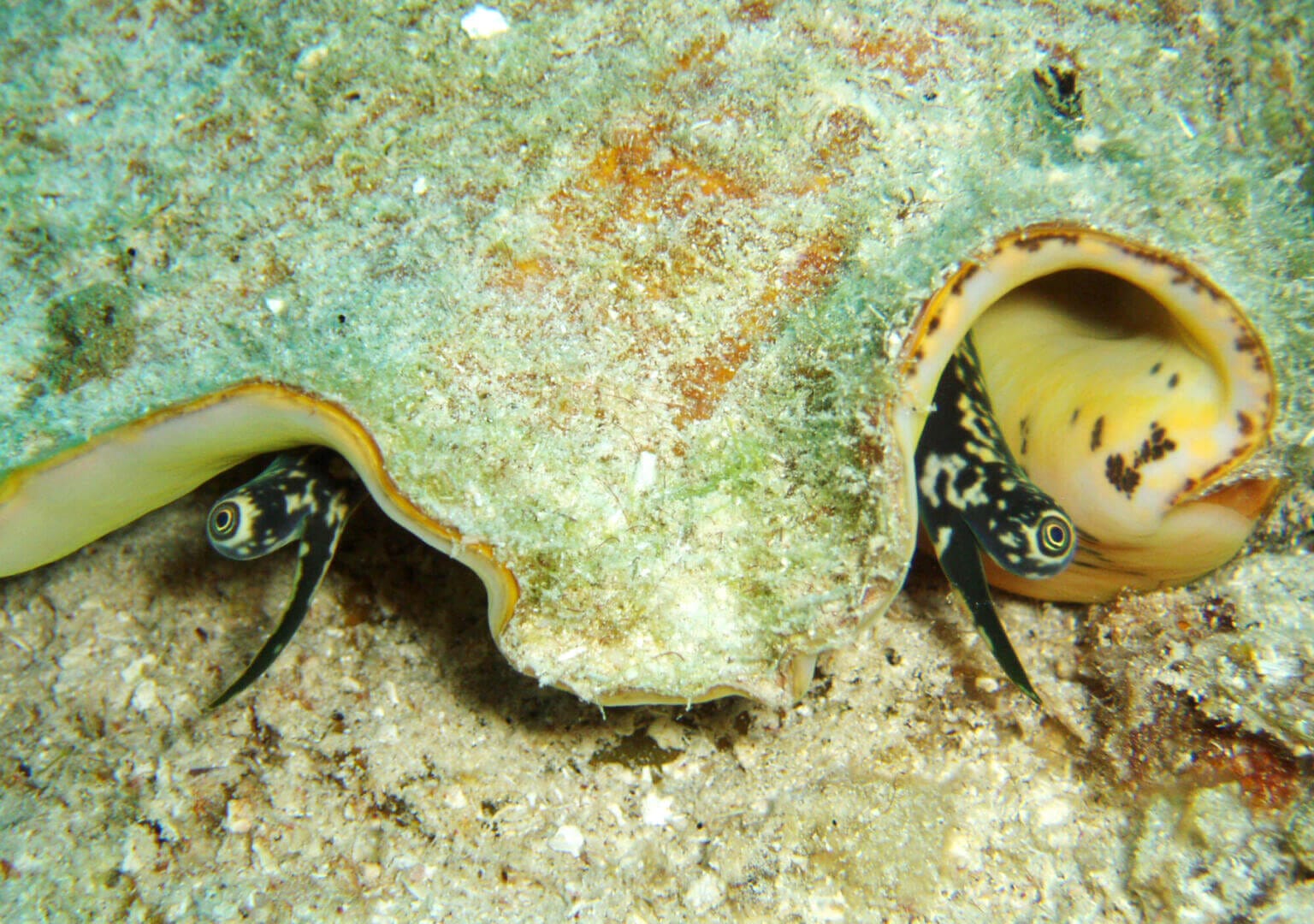 Queen Conch: The Intriguing Sea Snail - Ocean Info