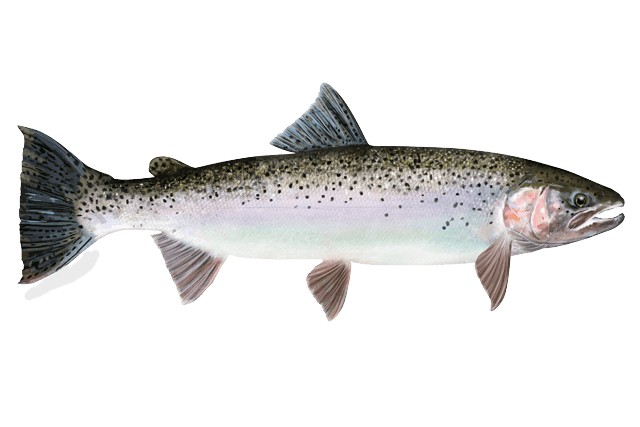 Steelhead Trout vs Salmon: Main Differences - Ocean Info