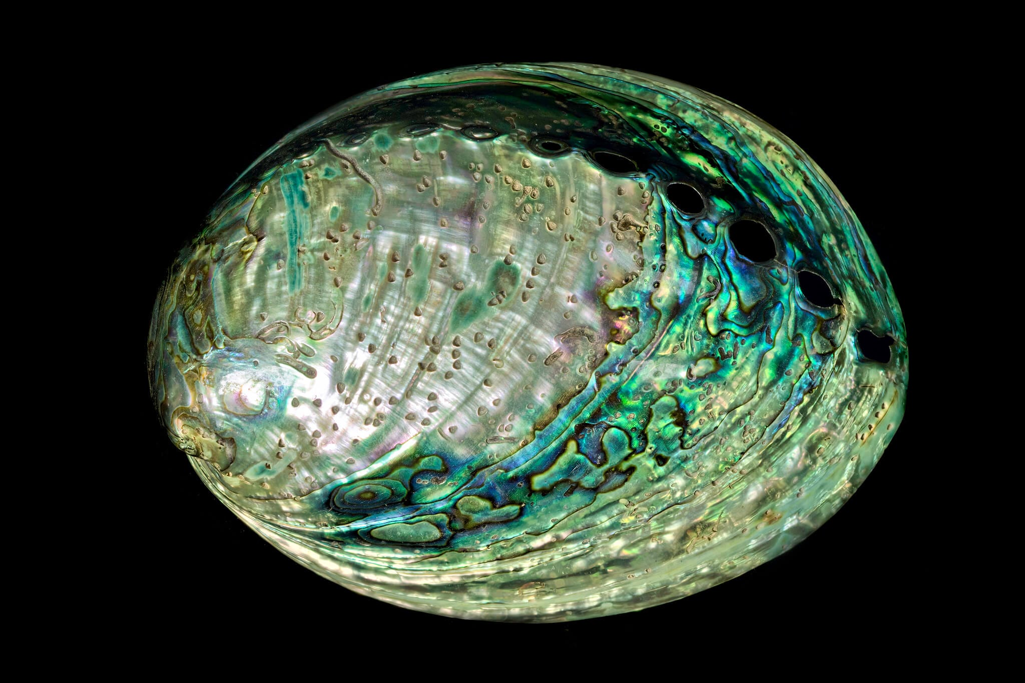 Abalone: Facts and Ecological Importance - Ocean Info